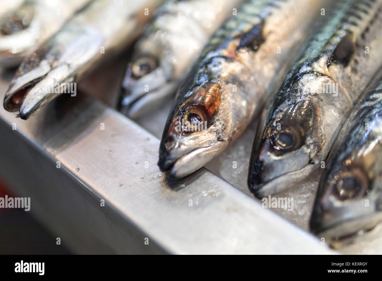 A close-up of freshly caught mackerel on ice on a market stall in the ...