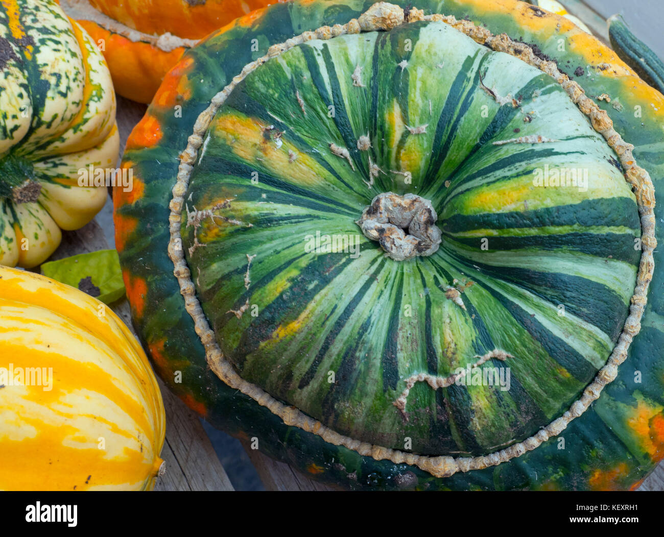 Turban Squash and other Mixed squashes from the garden in Autumn Stock ...