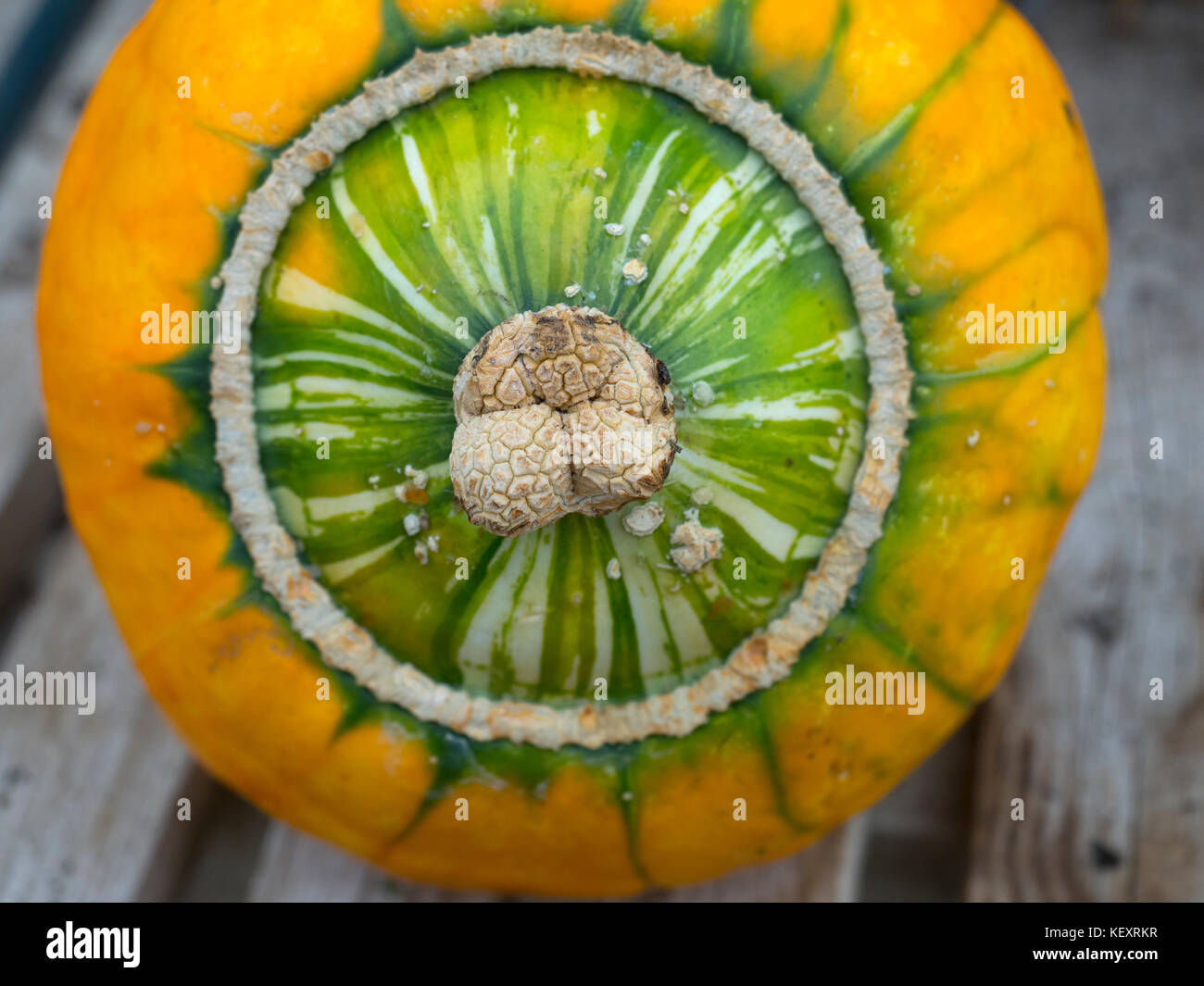 Turban Squash genus Cucurbita and other Mixed squashes from the garden ...