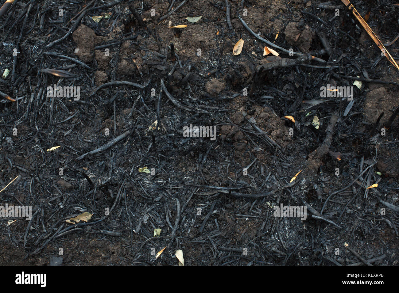 after the burnt ashes of reeds texture Stock Photo - Alamy