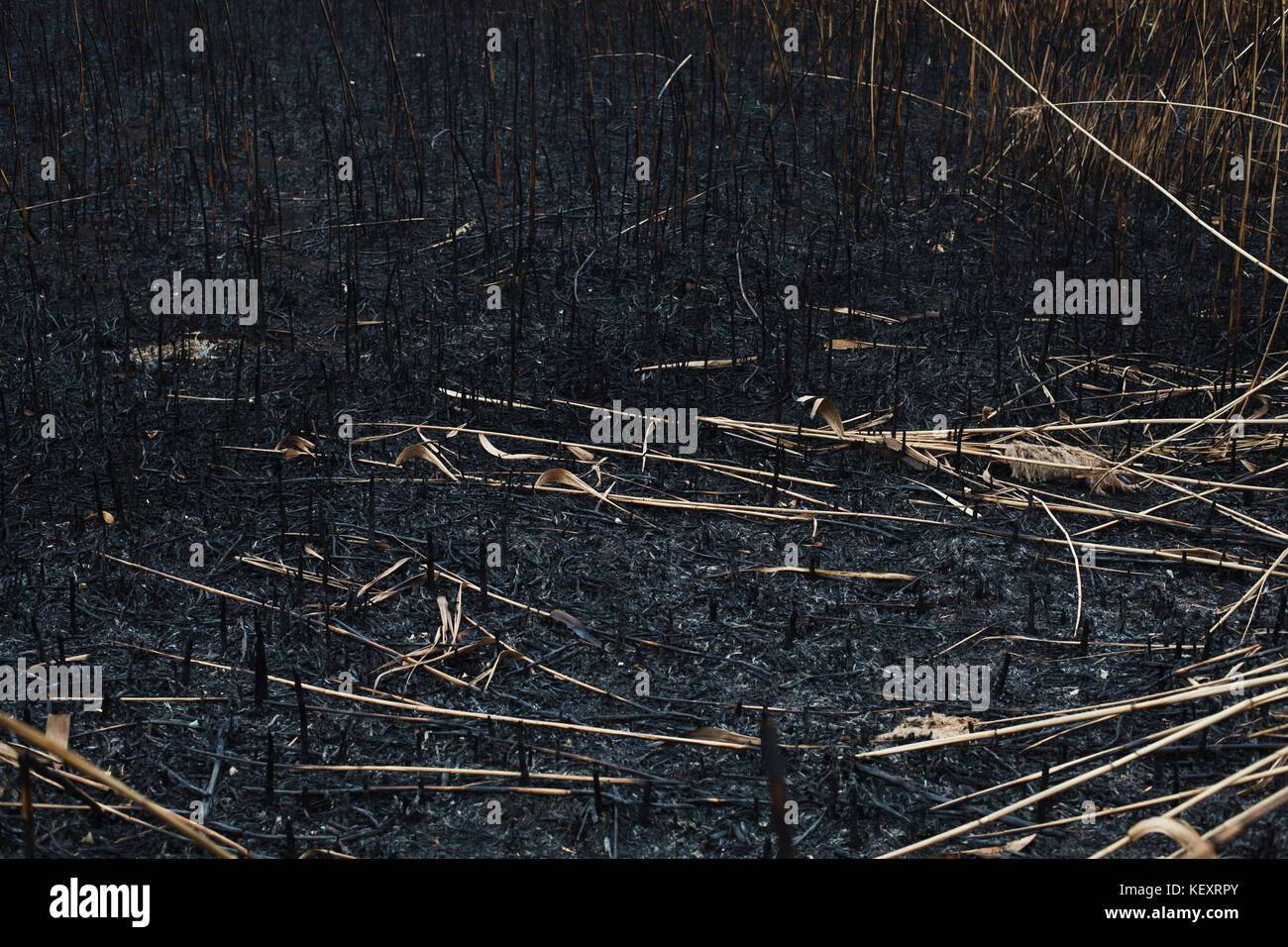 after the burnt ashes of reeds texture Stock Photo - Alamy