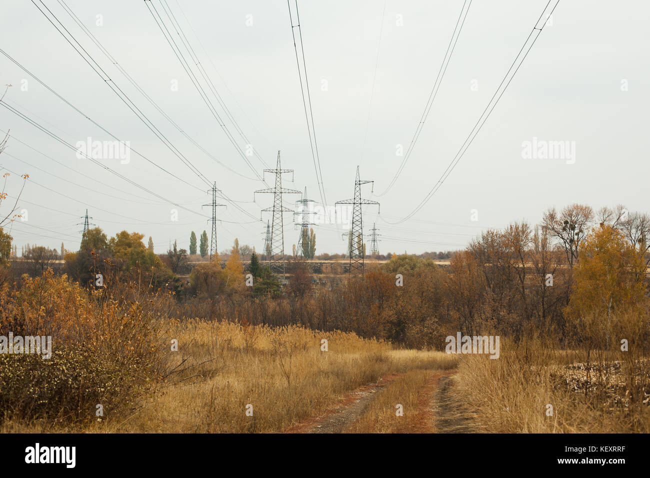 Power line in rural plantation hi-res stock photography and images - Alamy