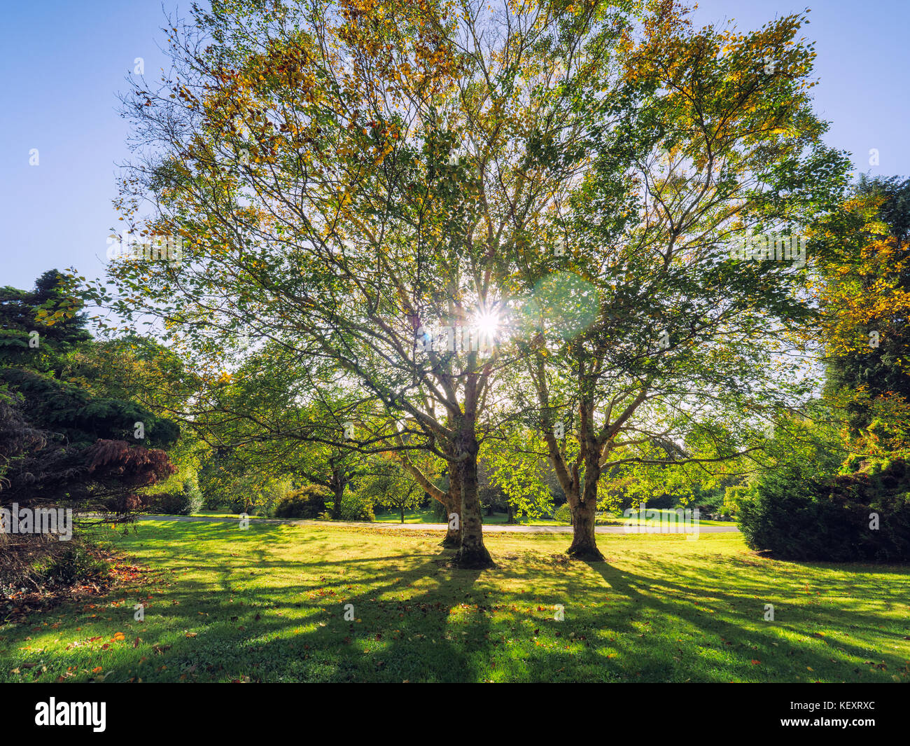 Early Autumn countryside morning,Northern Ireland Stock Photo - Alamy
