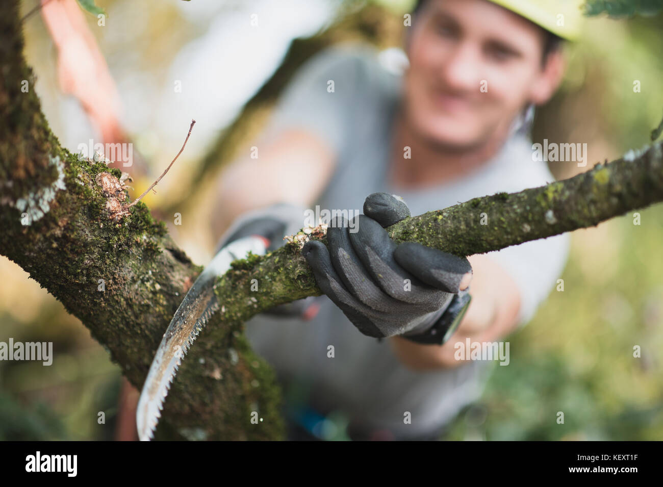 Young arborist saws off branch from a tree Stock Photo - Alamy