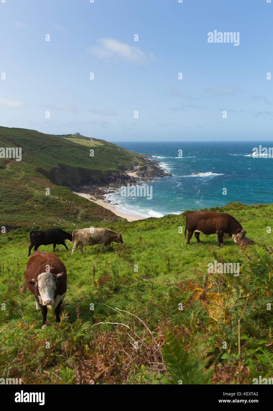 Cornish coast and countryside Portheras Cove Cornwall south west of St ...