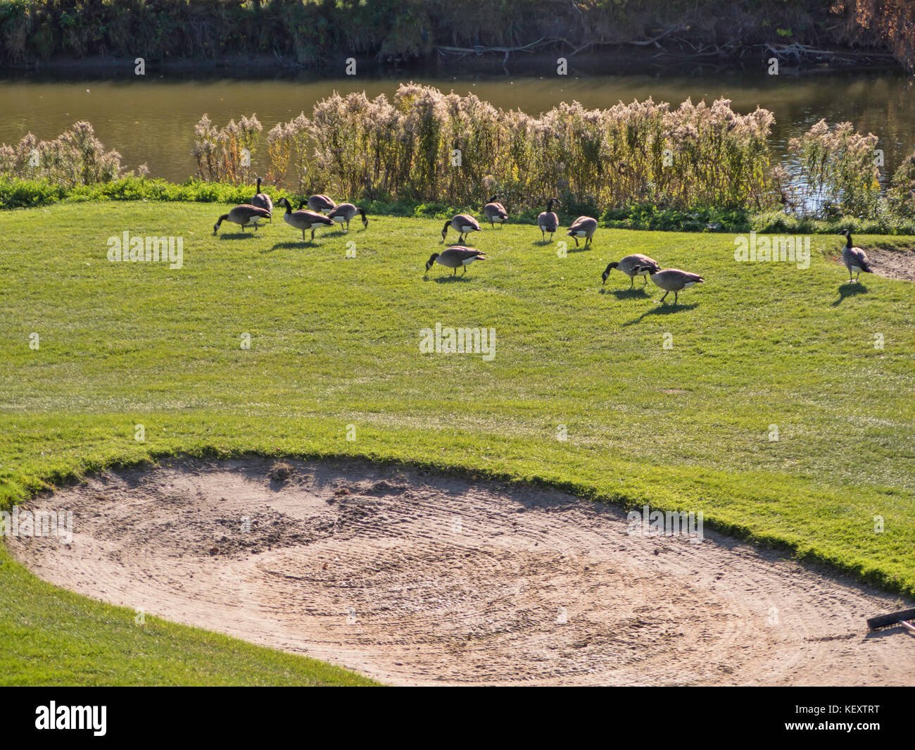 Spectacular Autumn fall foliage on golf course in Ontario,Canada in the ...