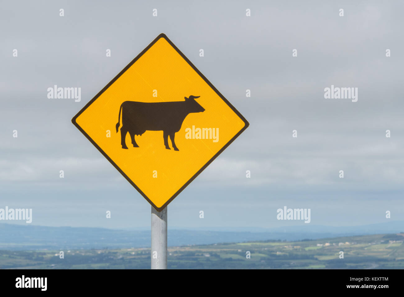 Cow crossing road sign Ireland Stock Photo - Alamy