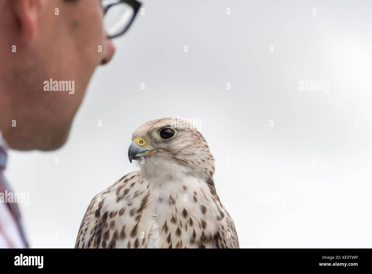 White Gyr at Crag Cave Falconry display Stock Photo - Alamy