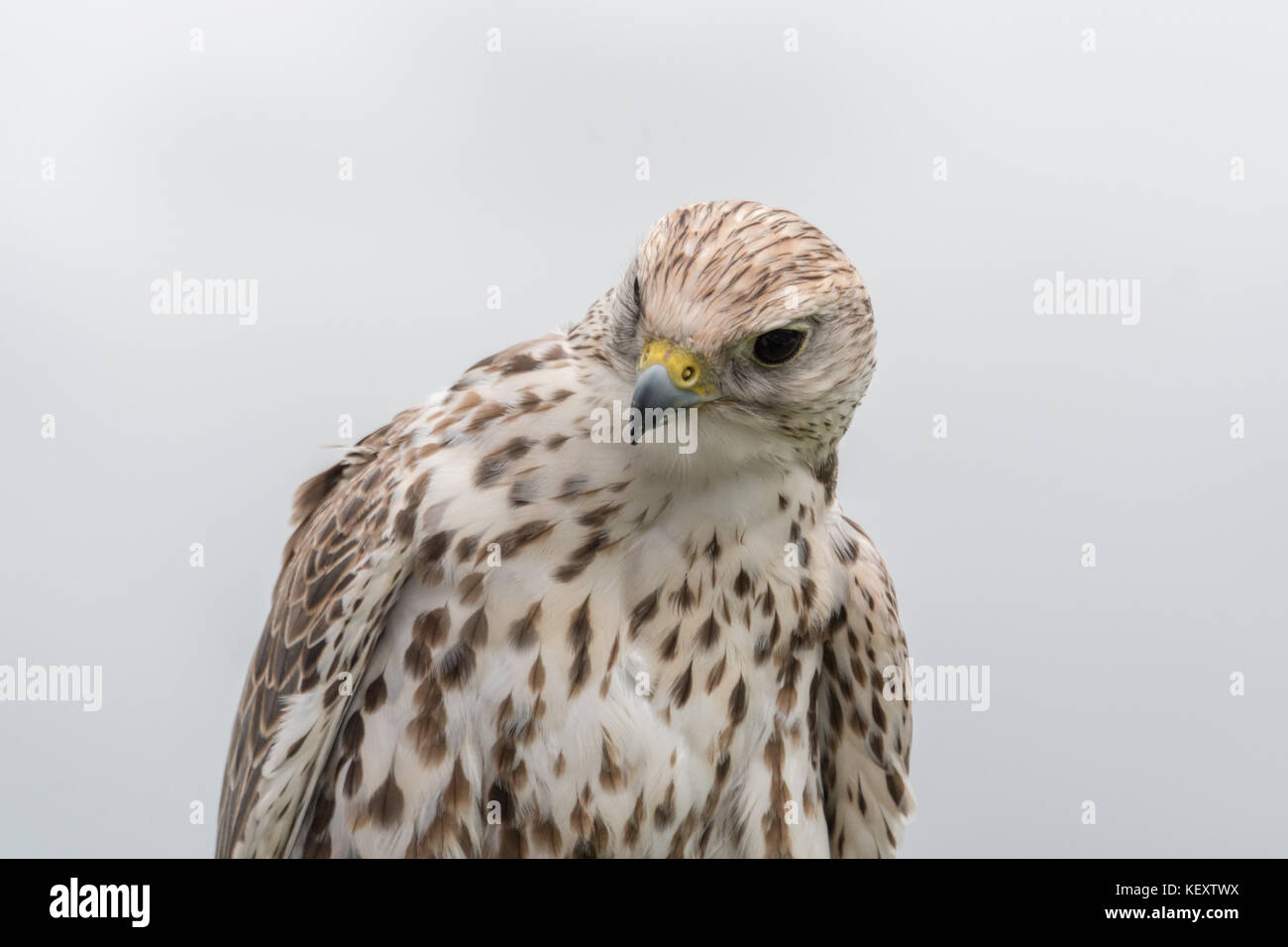 White Gyr at Crag Cave Falconry display Stock Photo - Alamy