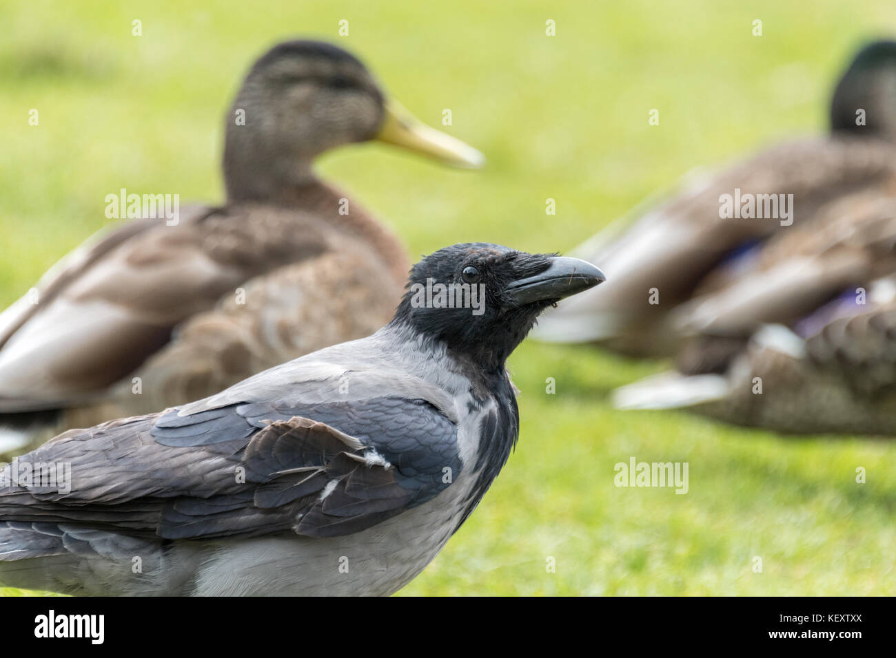 Black crow room hi-res stock photography and images - Alamy
