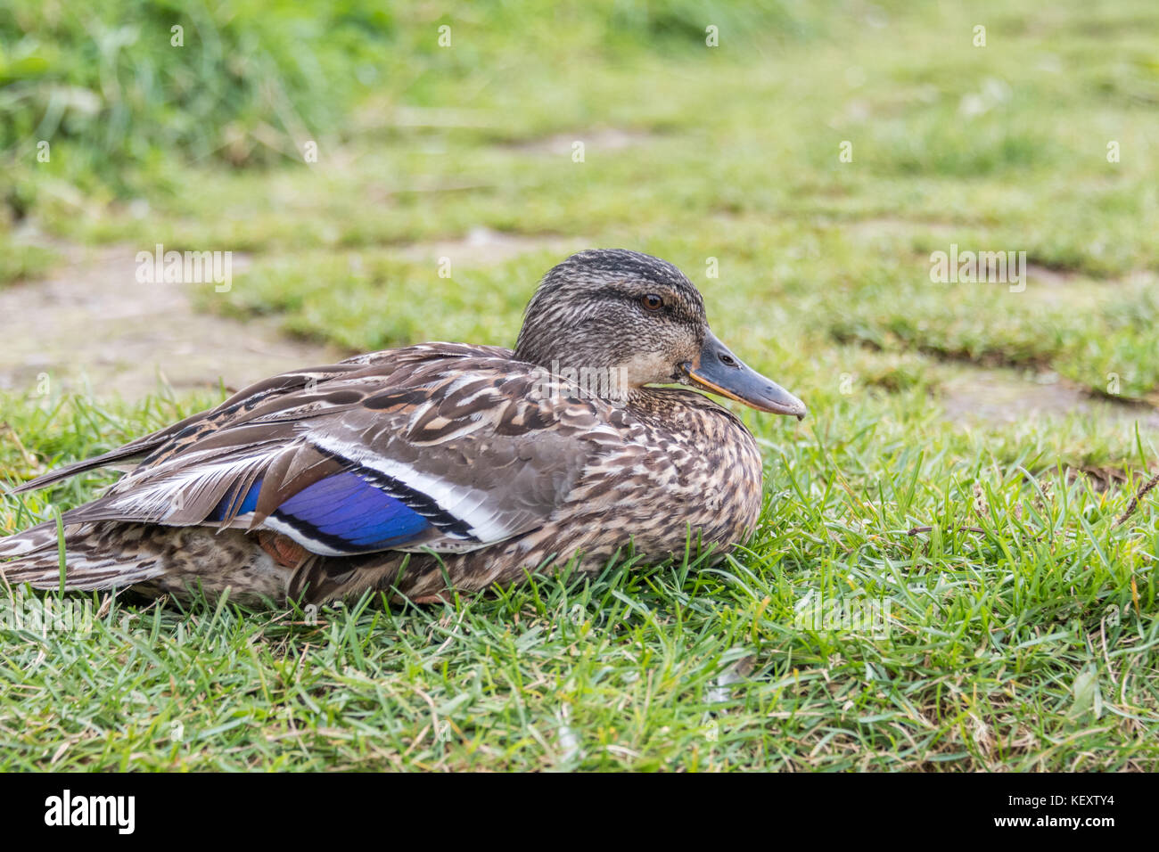 Juvenile Mallard at Muckross House Stock Photo - Alamy