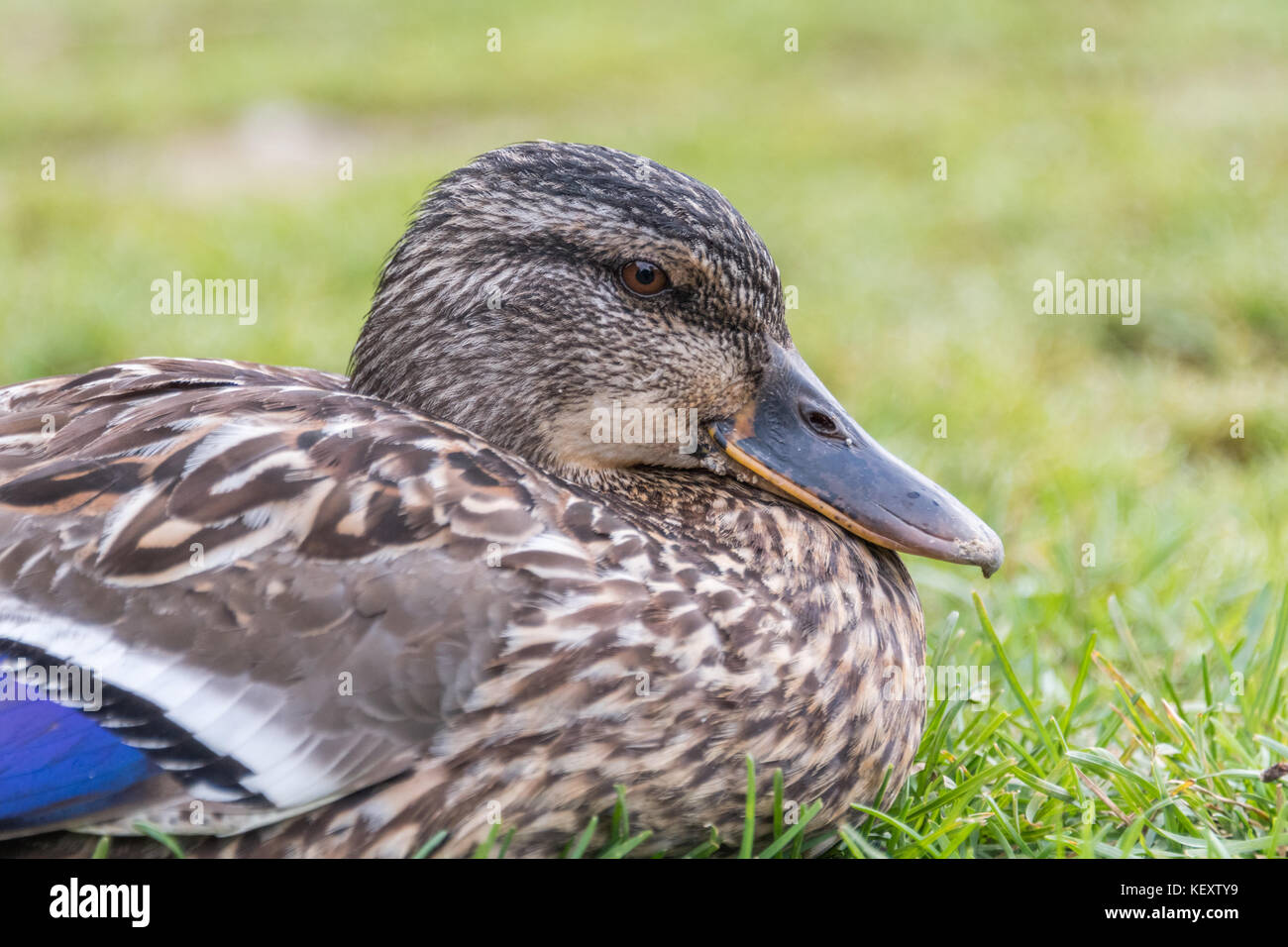 Juvenile mallard hi-res stock photography and images - Alamy