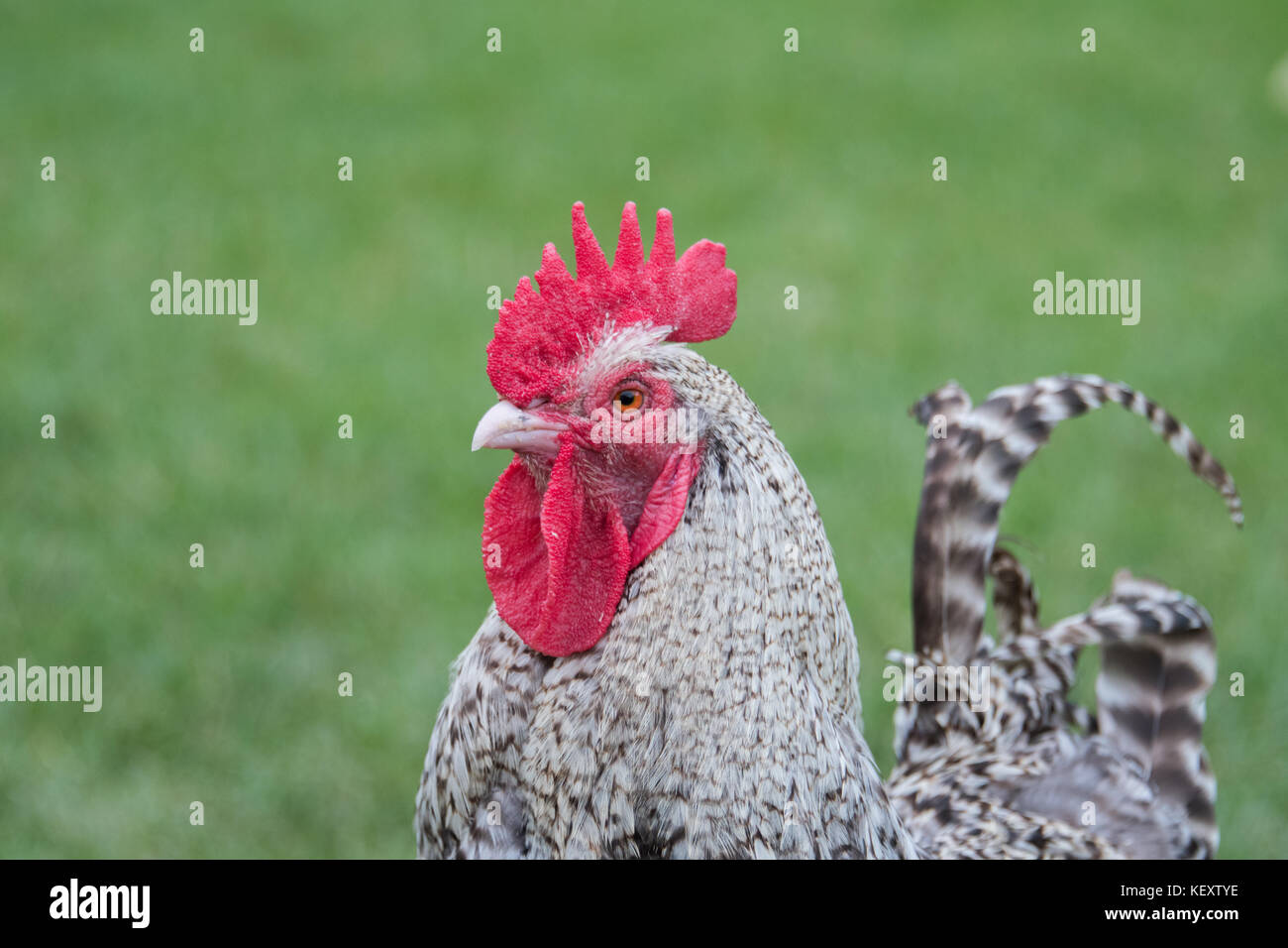 Cockerel at Muckross Farm Stock Photo - Alamy