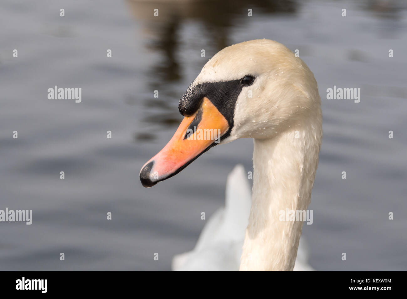 Autumn swan hi-res stock photography and images - Alamy