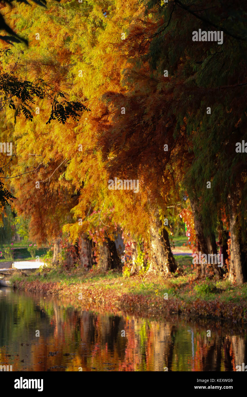 Vibrant autumn colors in park hi-res stock photography and images - Alamy