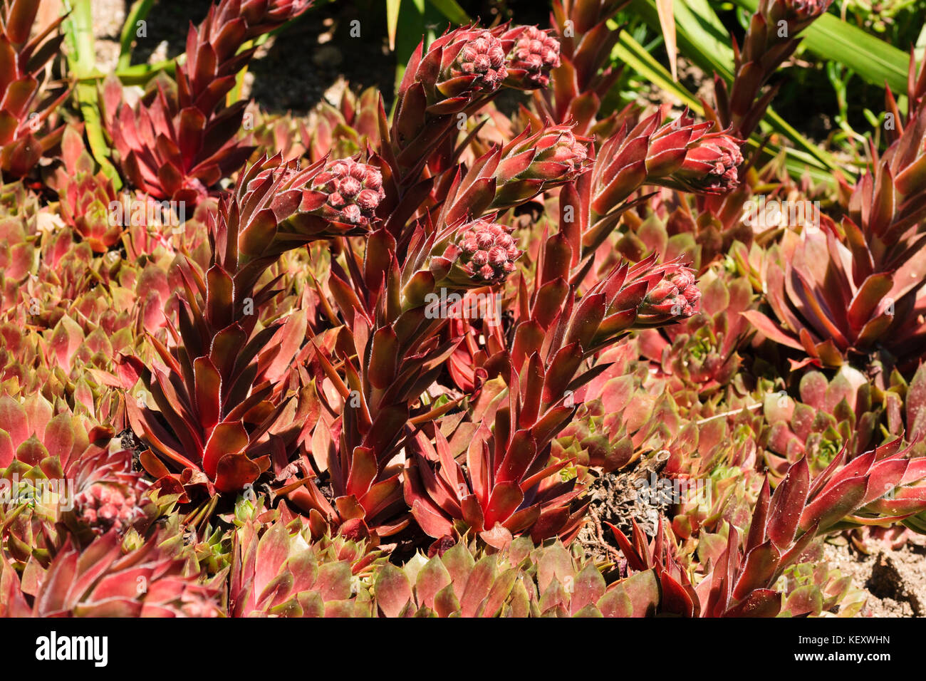 Red tinged flower stems and rosettes of the hardy succulent houseleek ...