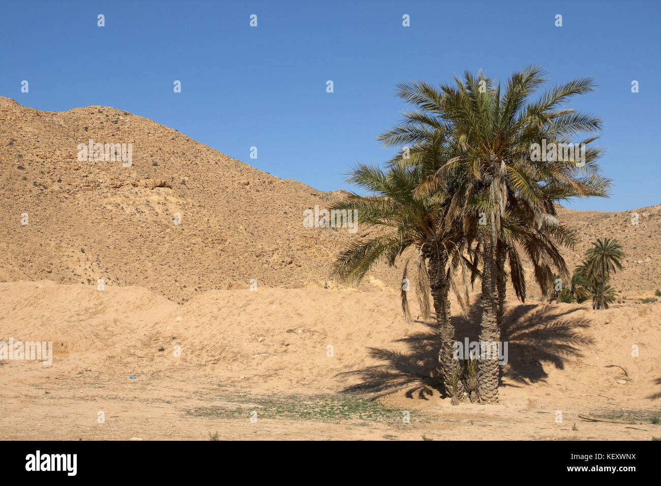 Palm tree and the desert Stock Photo - Alamy