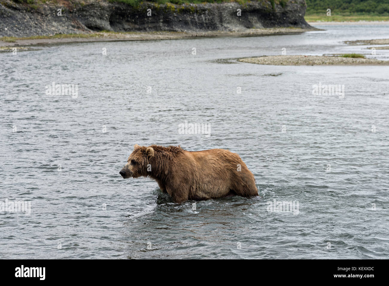A brown bear cow known as Simba, fishes the shallow water of the lower ...