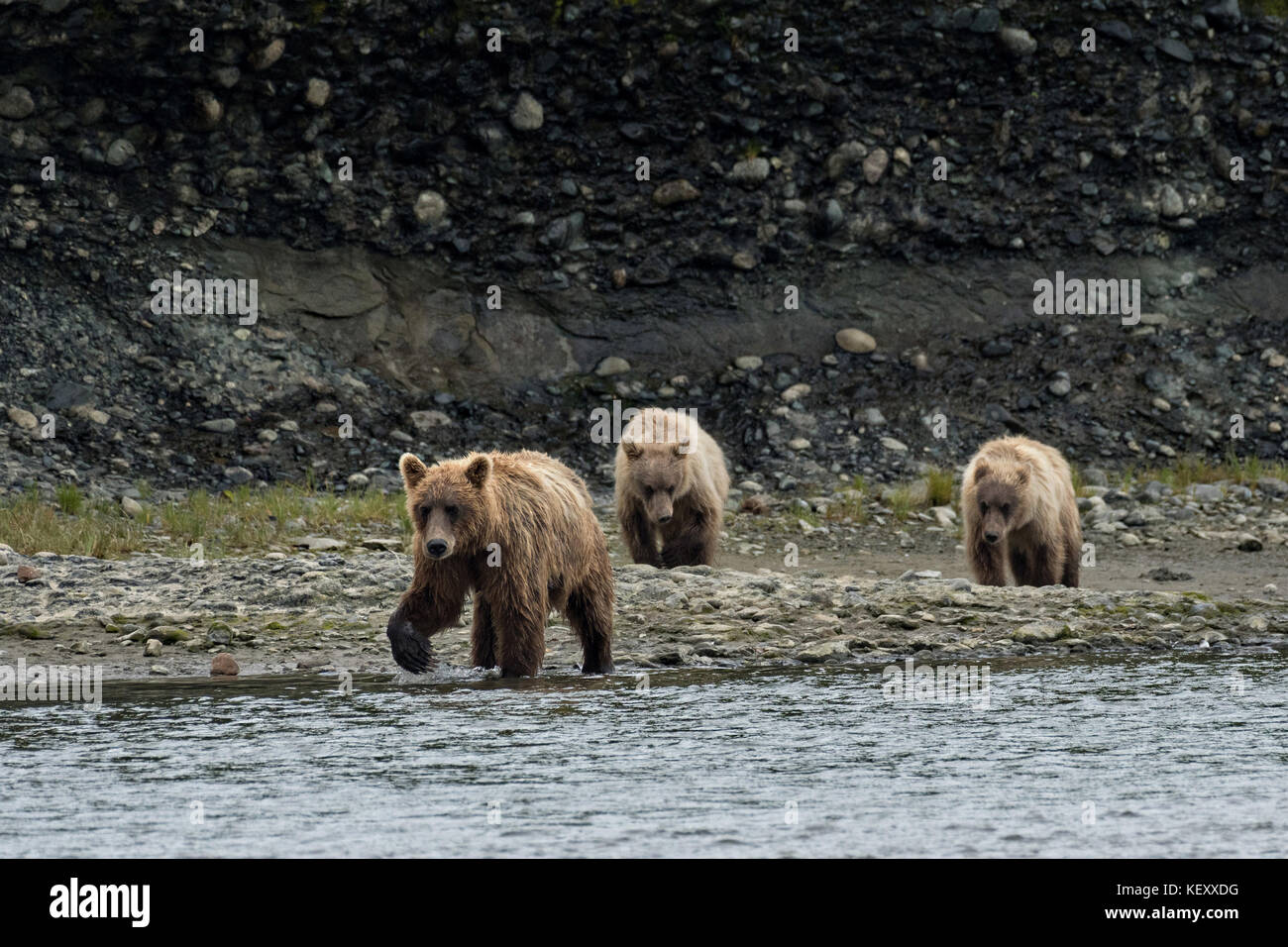 A brown bear cow and her two yearling cubs walk along the shore of the ...