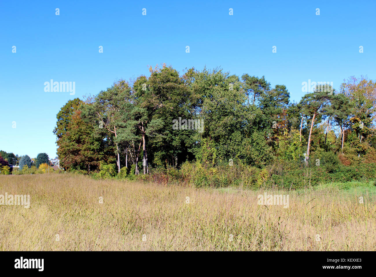 Rural field and group of trees in early autumn Stock Photo - Alamy