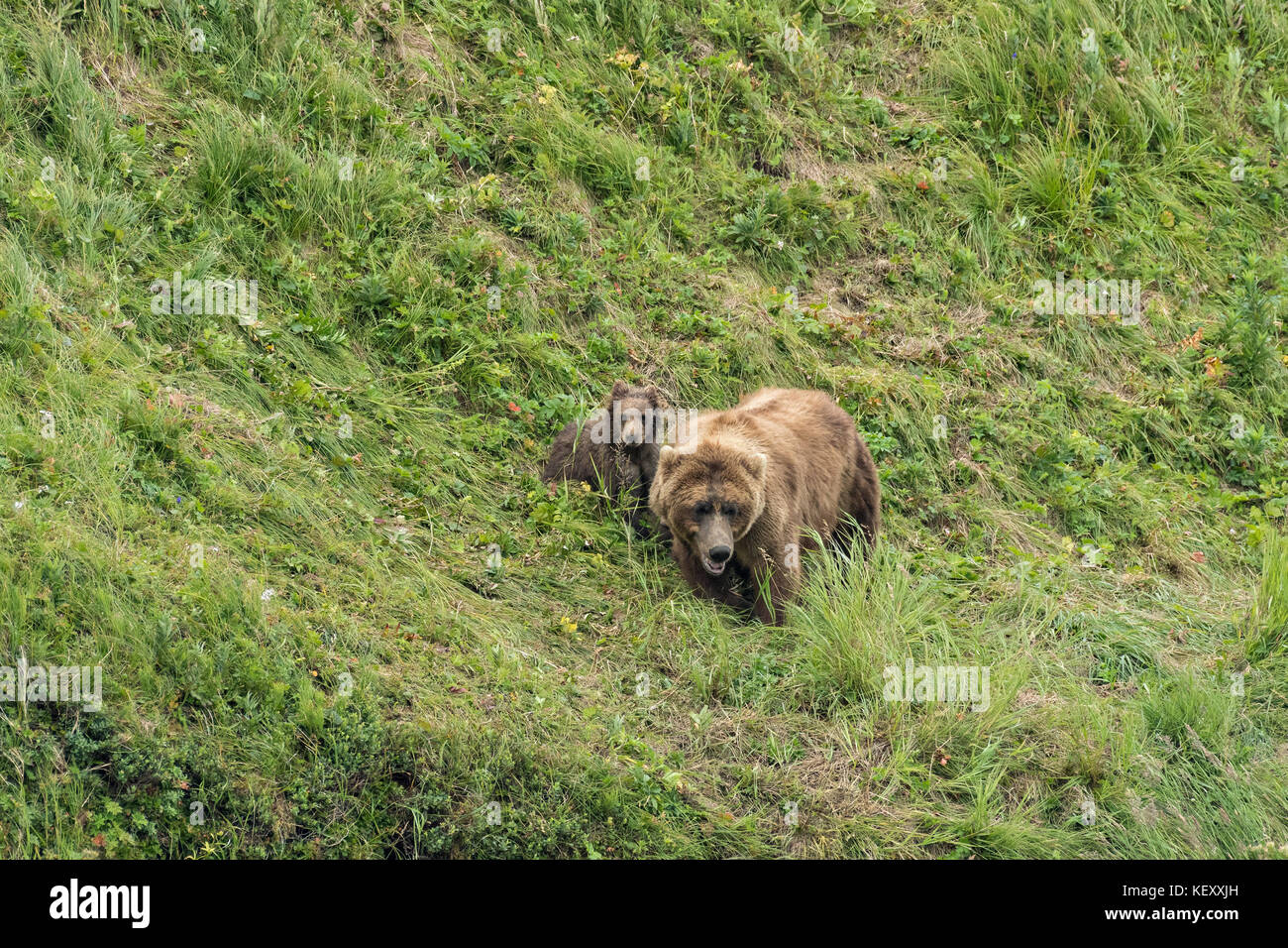 Brown bear spring cubs follow their mother along the lower lagoon at ...