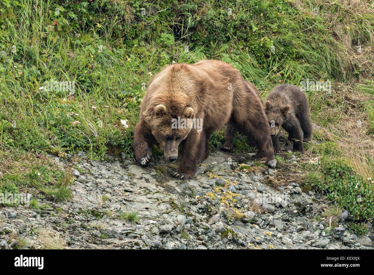 Brown bear spring cubs follow their mother along the lower lagoon at ...