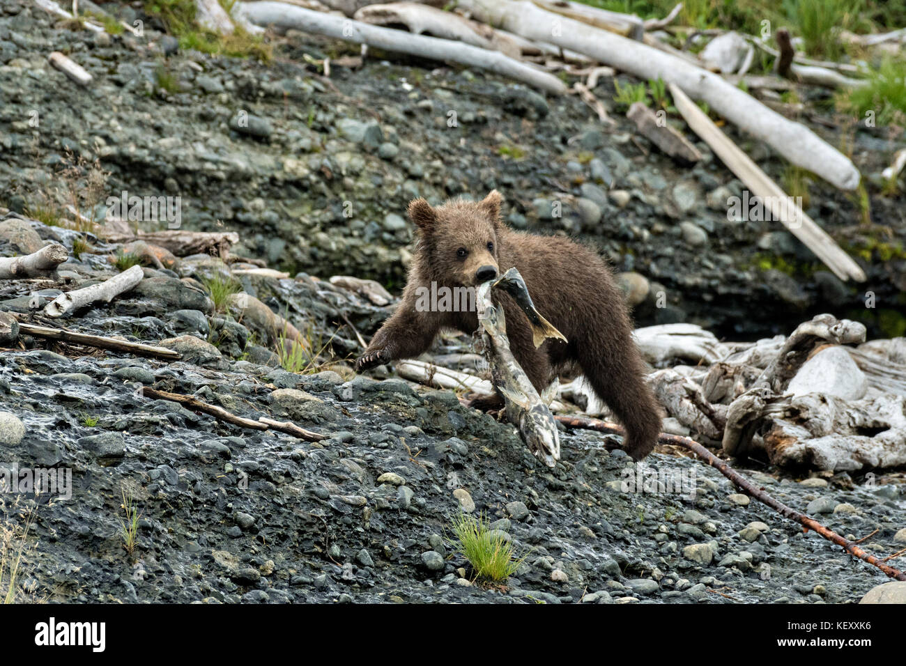 A Brown bear spring cub struggles with a large salmon on the beach at ...