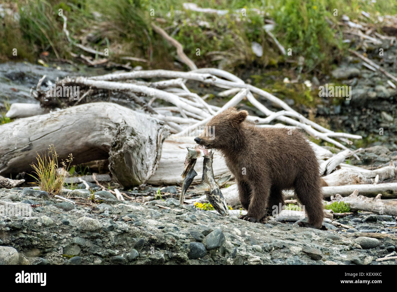 A Brown bear spring cub struggles with a large salmon on the beach at ...