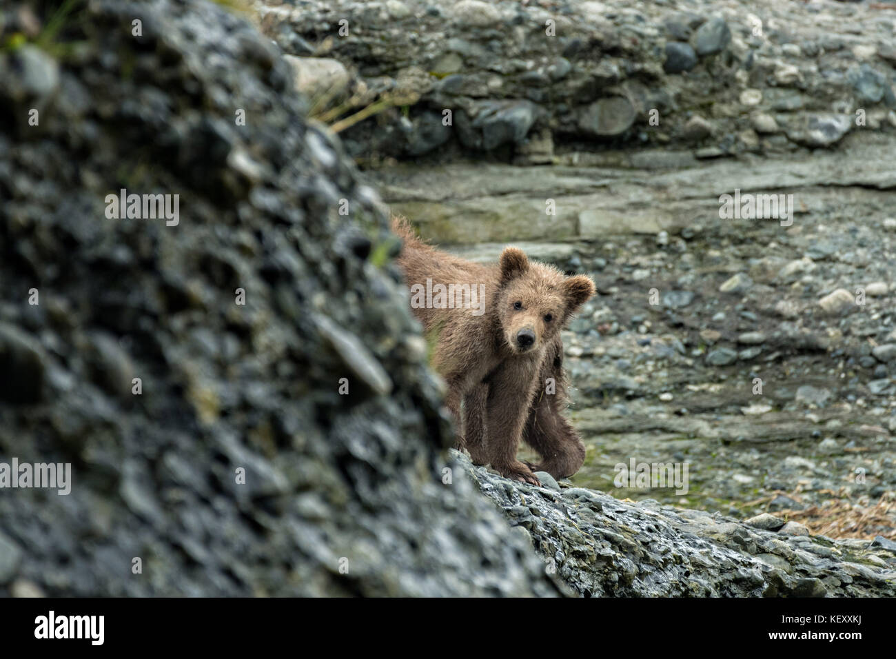 A Brown bear spring cub peeks out from behind a bluff on the beach at ...