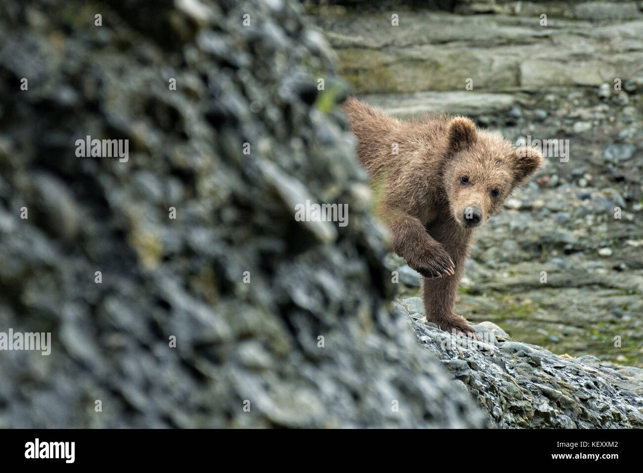 A Brown bear spring cub peeks out from behind a bluff on the beach at ...