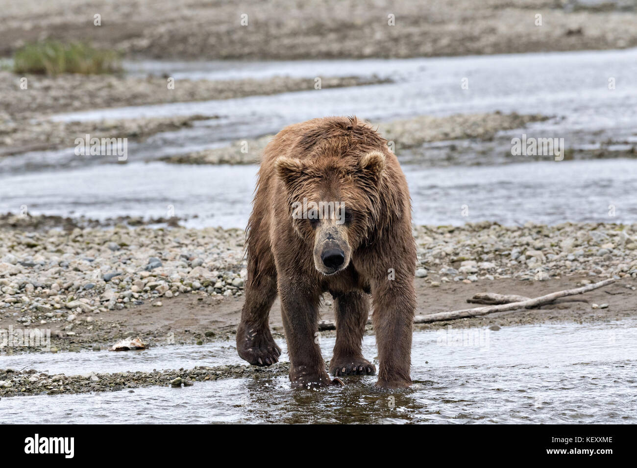 A brown bear cow known as Simba, fishes the shallow water of the lower ...