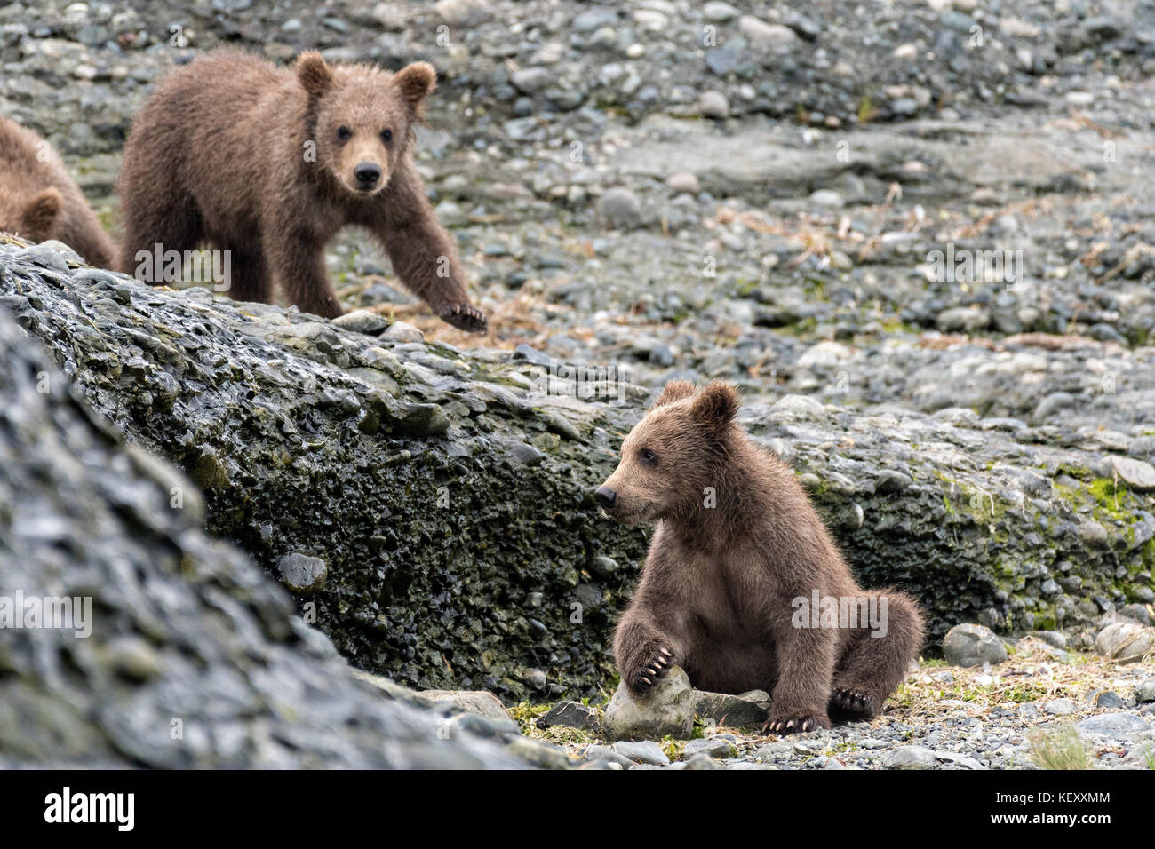 Brown bear spring cubs play along the lower lagoon at the McNeil River ...