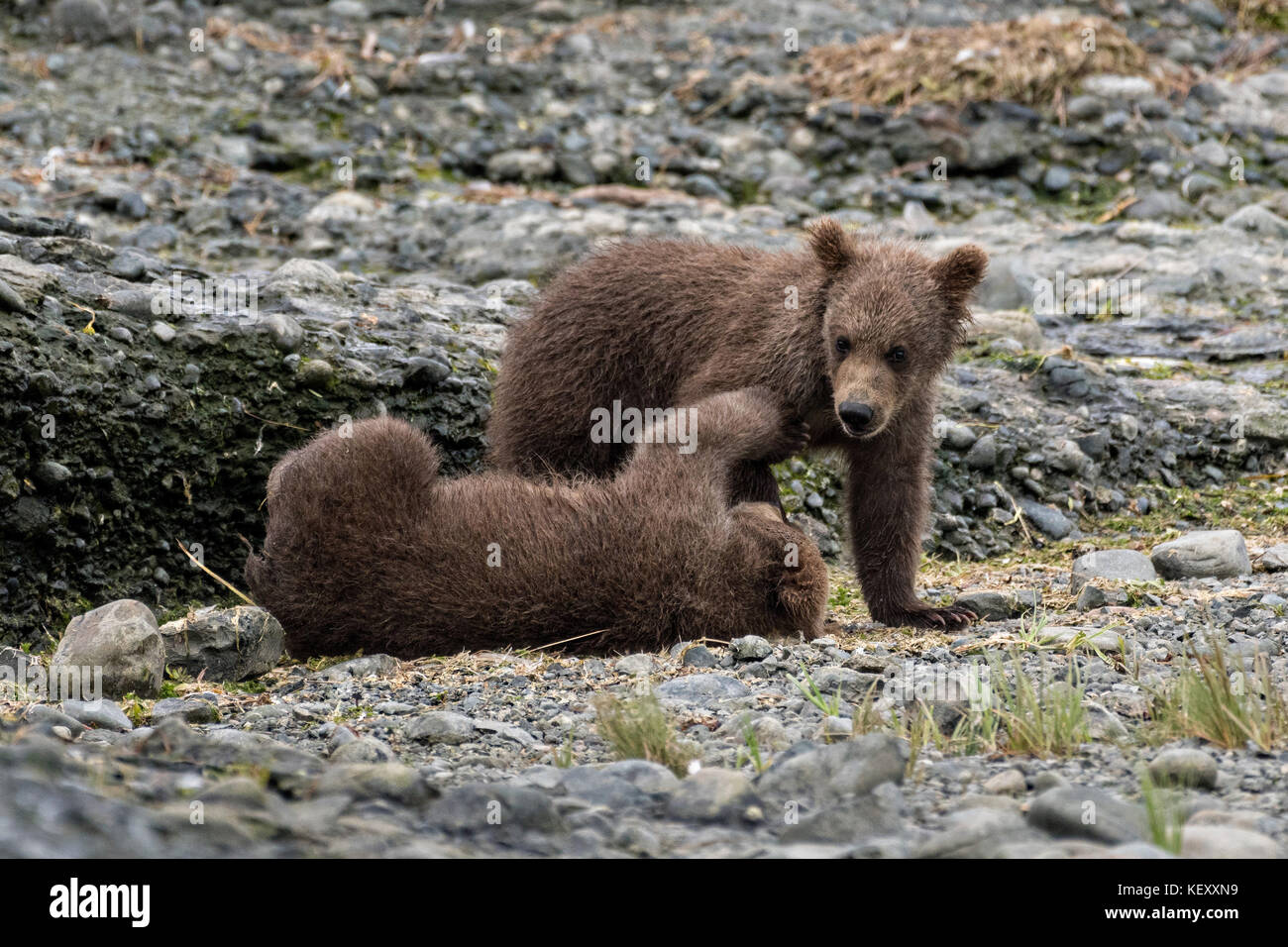 Brown bear spring cubs play along the lower lagoon at the McNeil River ...
