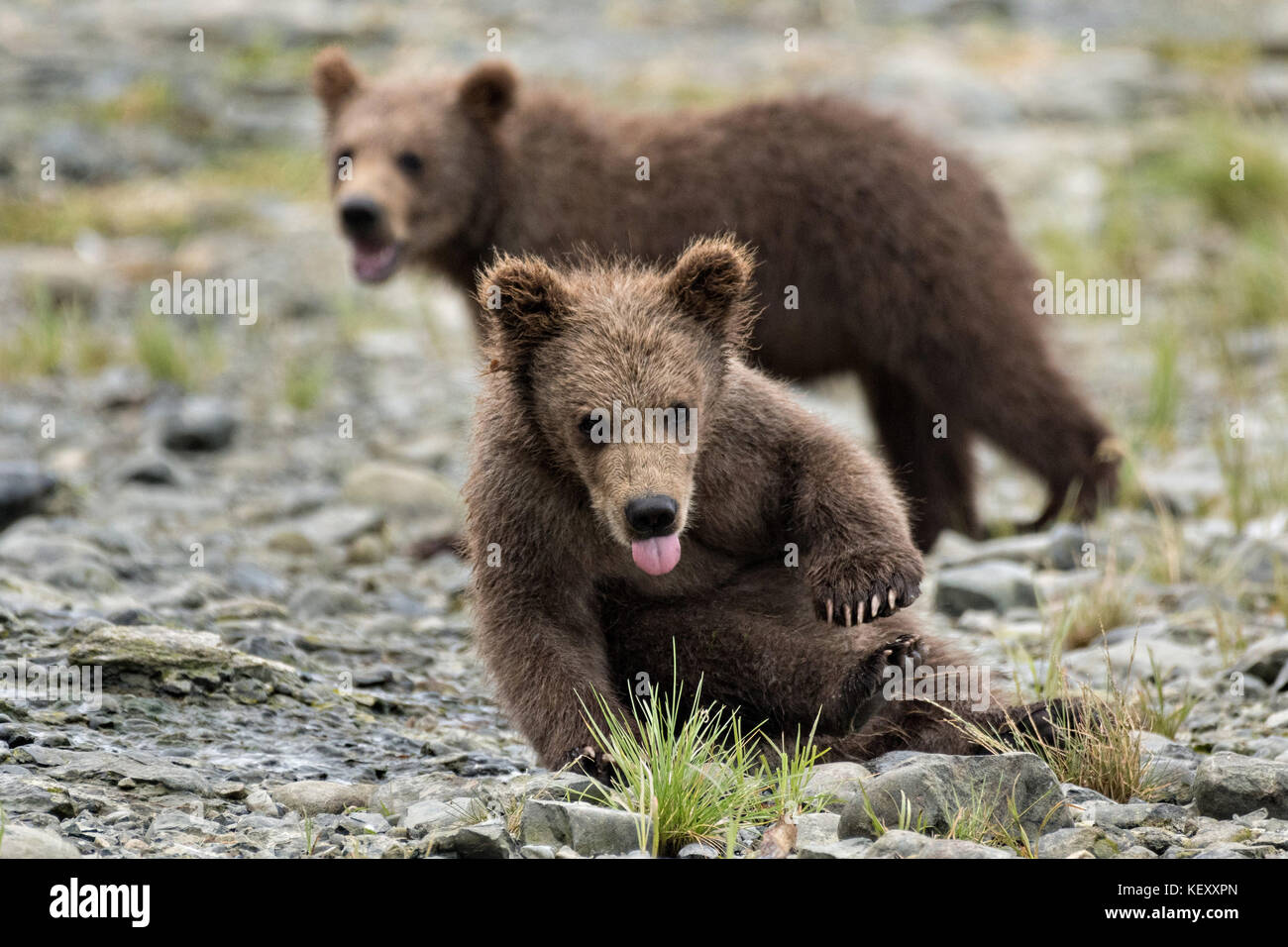 Brown bear spring cubs play along the lower lagoon at the McNeil River ...