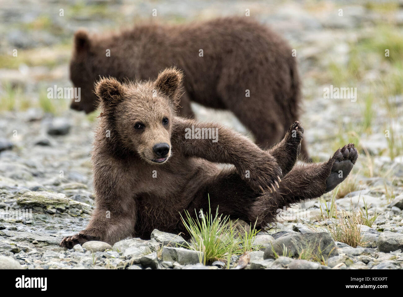 Brown bear spring cubs play along the lower lagoon at the McNeil River ...