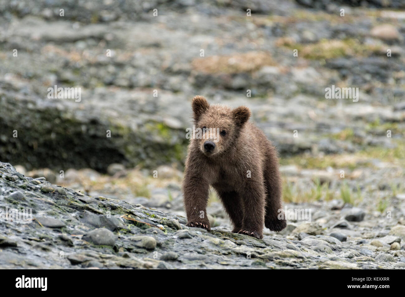 A Brown bear spring cub plays along the lower lagoon at the McNeil ...