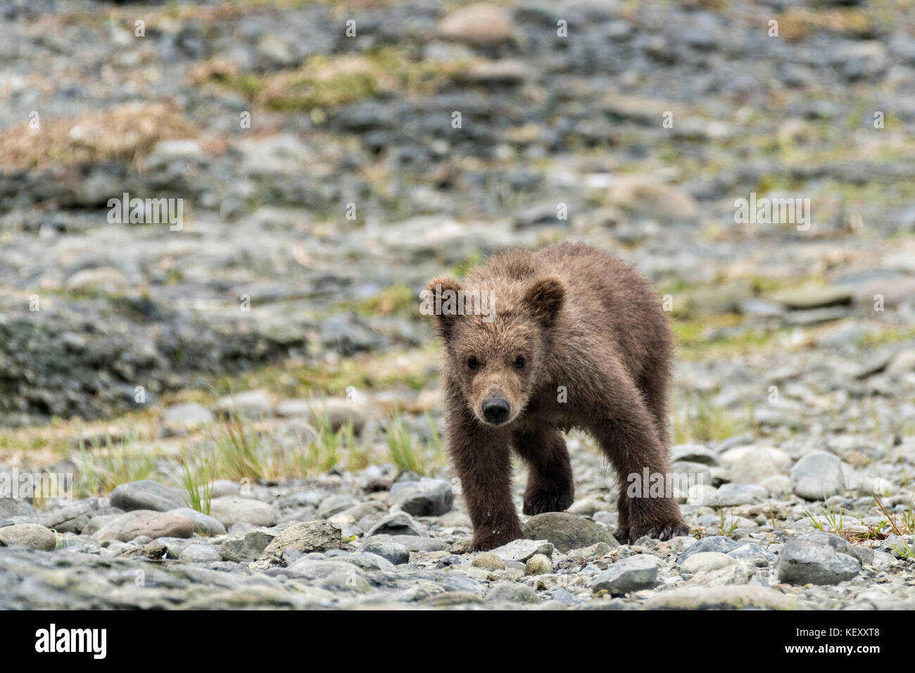 A brown bear spring cub explores the rocky shore of the lower lagoon at ...
