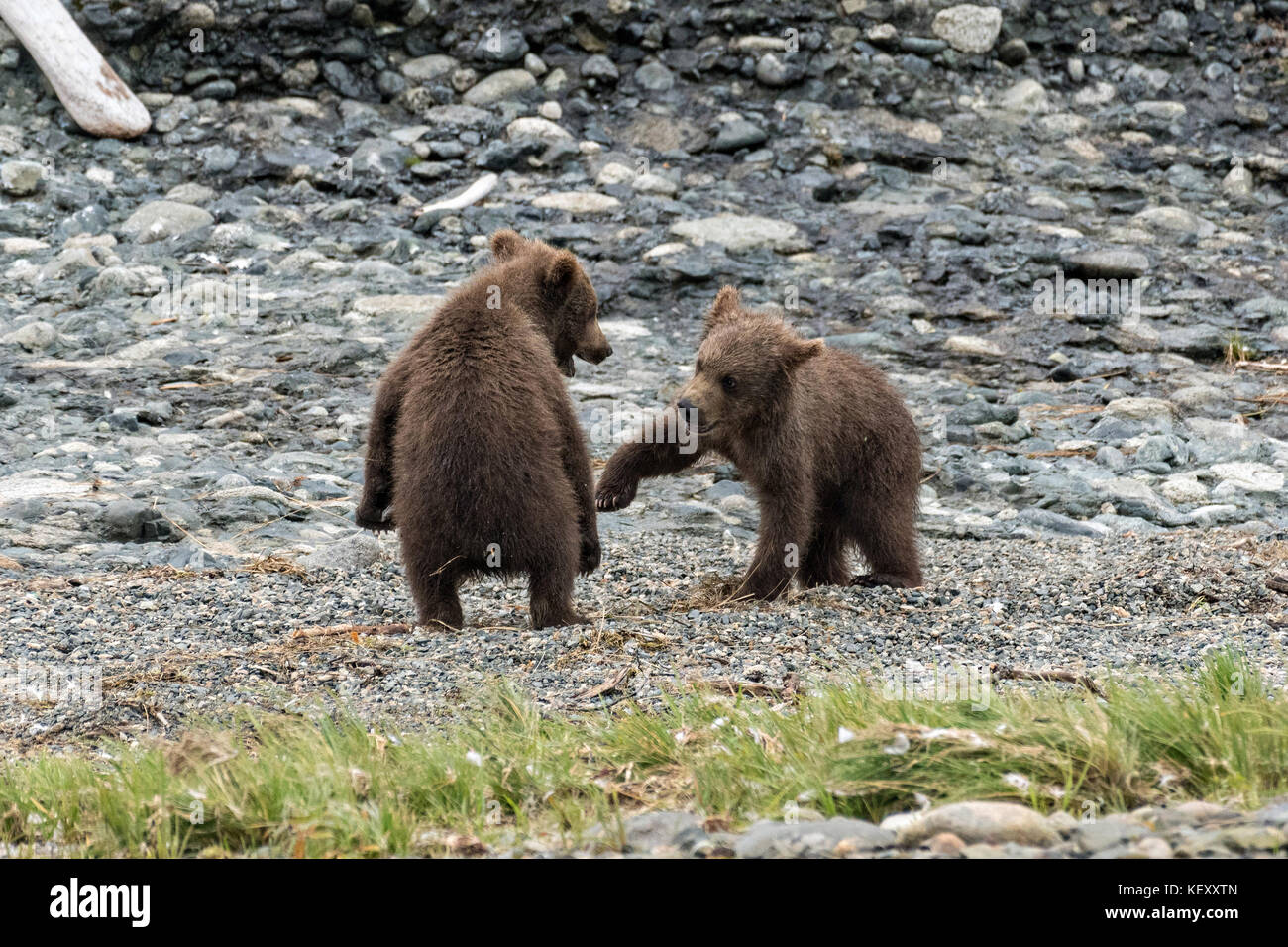 Brown bear spring cubs play along the lower lagoon at the McNeil River ...