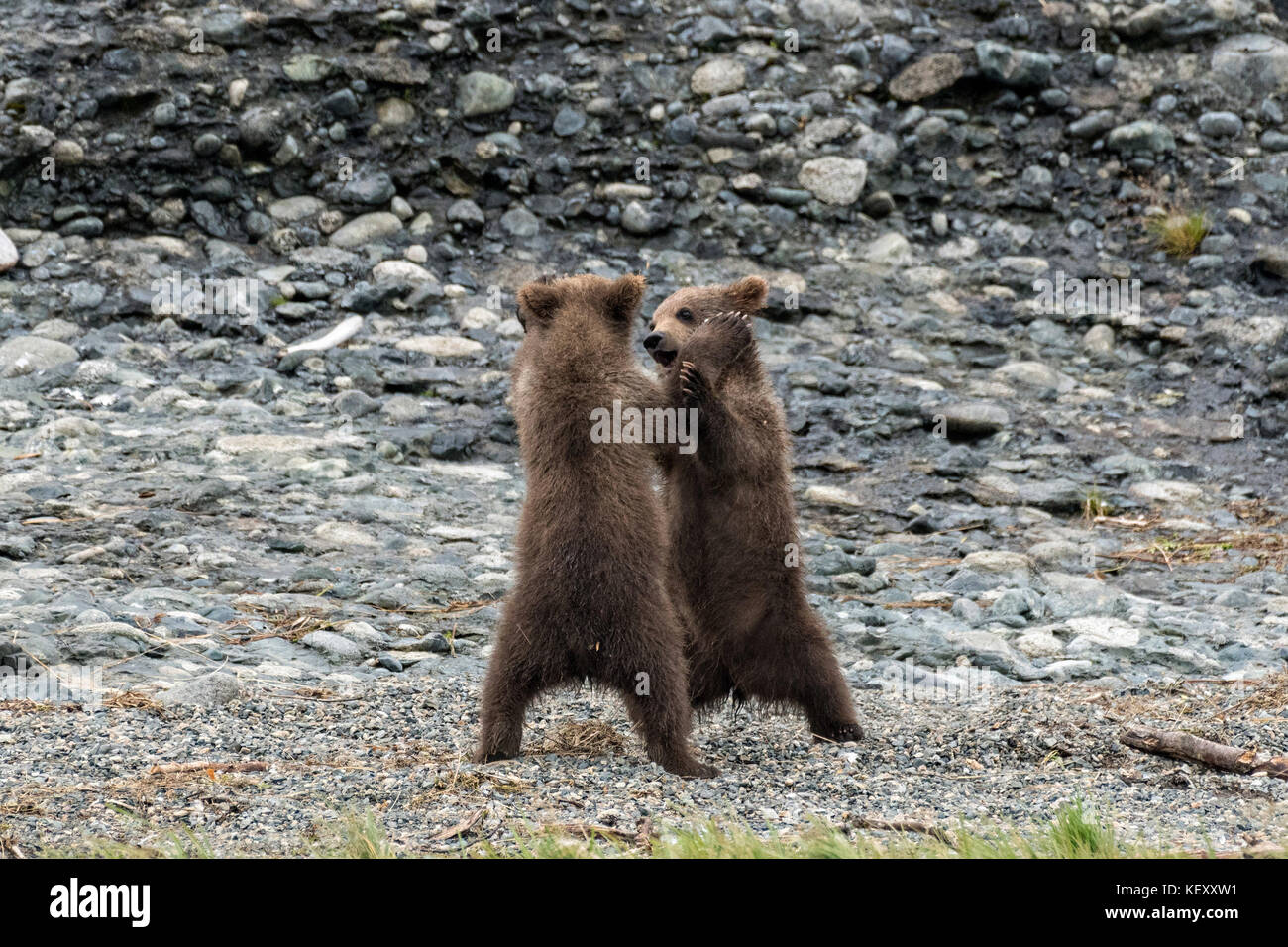 Brown bear spring cubs play along the lower lagoon at the McNeil River ...