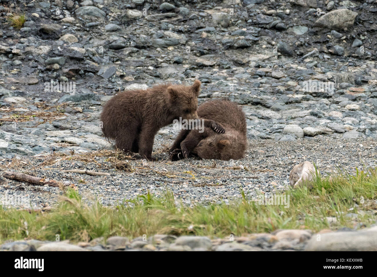 Brown bear spring cubs play along the lower lagoon at the McNeil River ...