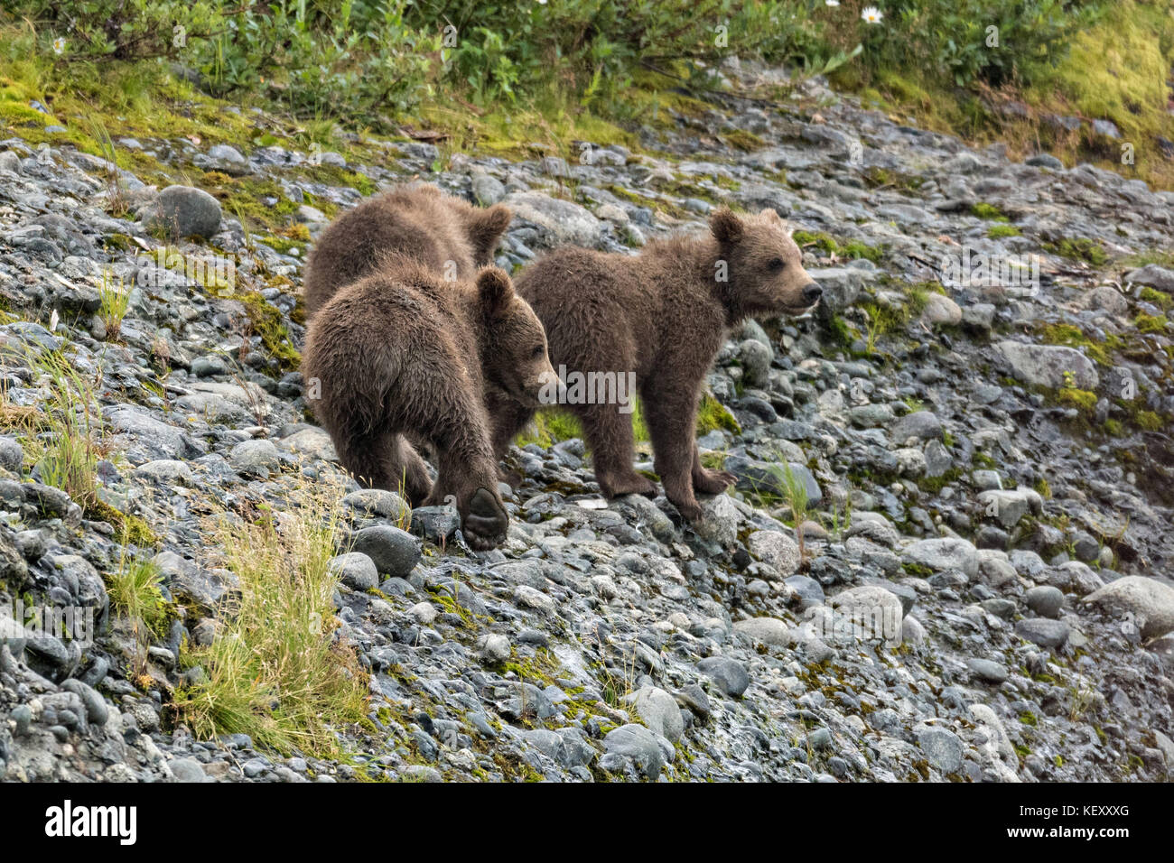 Brown bear spring cubs react to an approaching adult bear at the lower ...