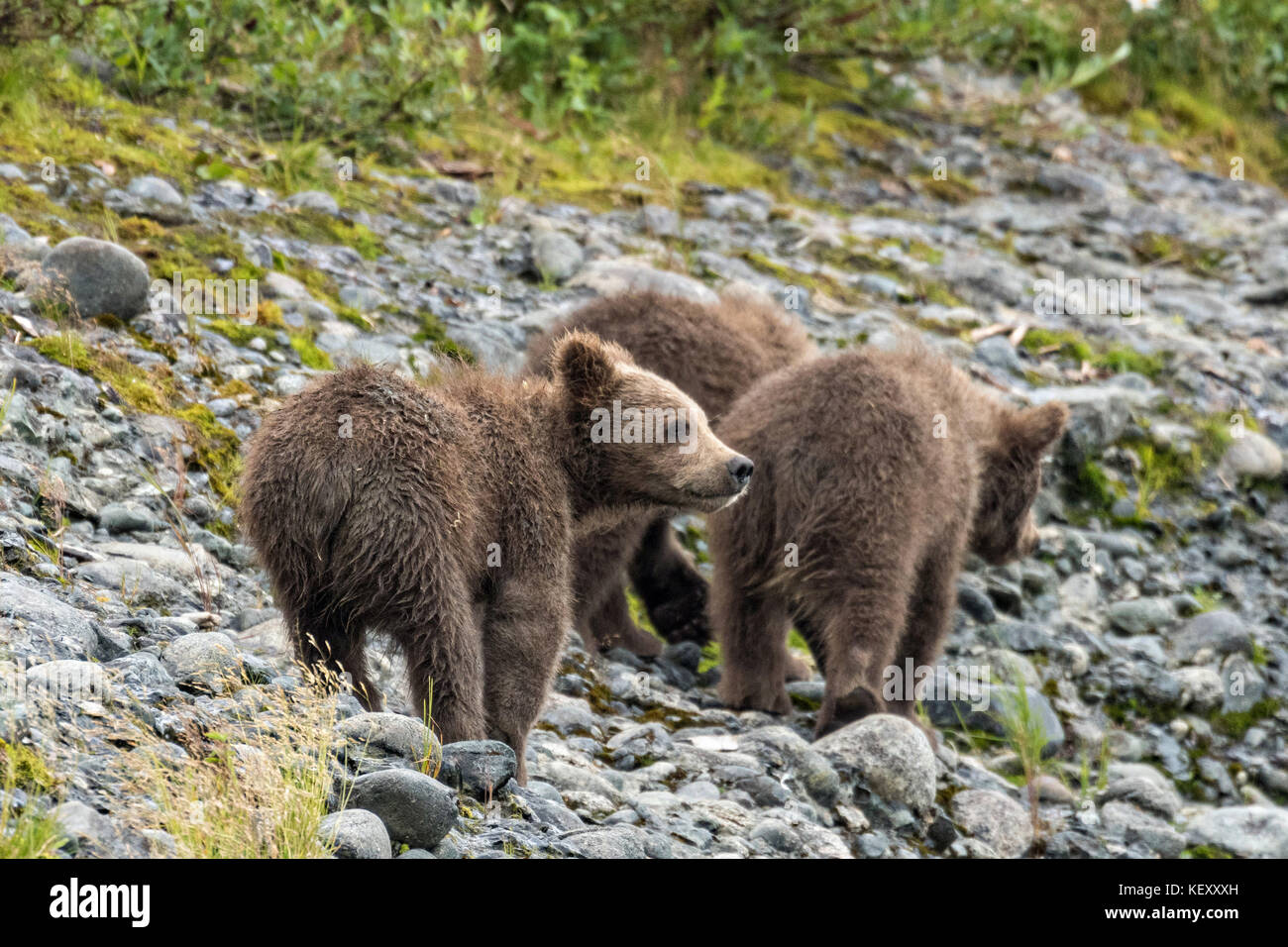Brown bear spring cubs react to an approaching adult bear at the lower ...