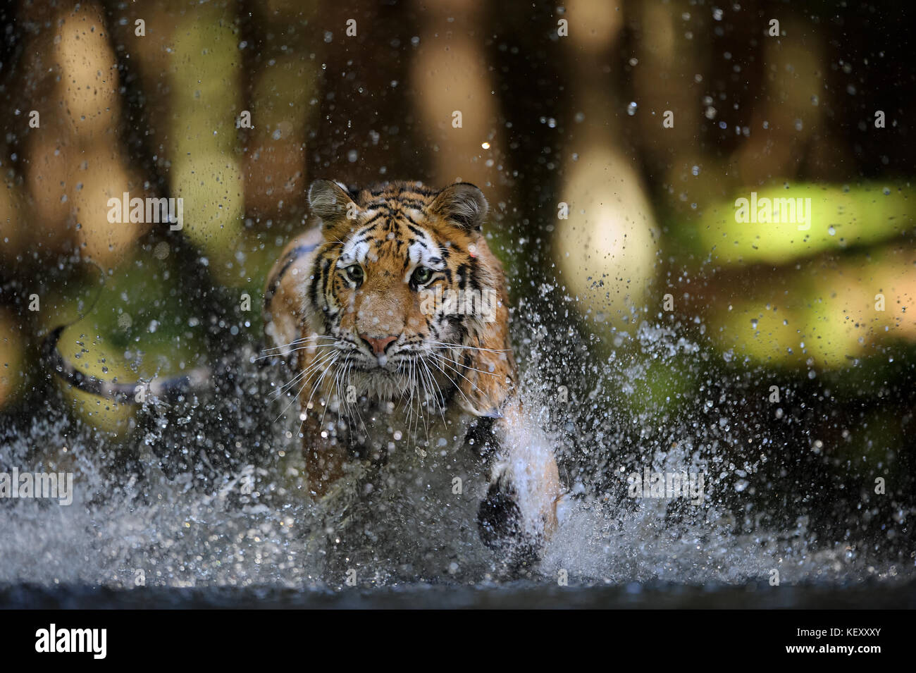 Tiger hunting hi-res stock photography and images - Alamy