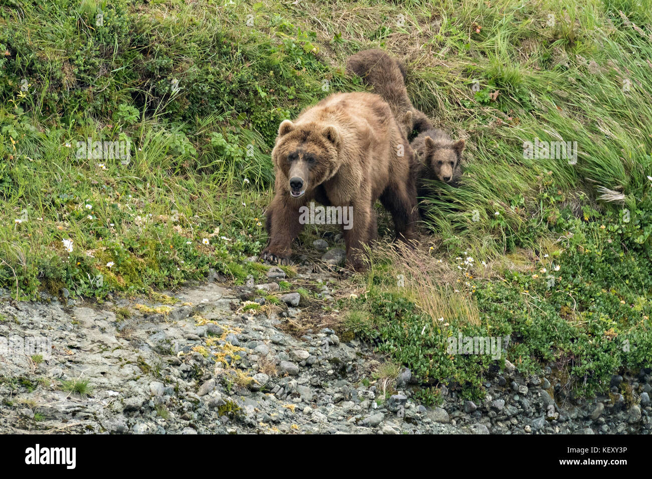 A Brown bear cow protects her spring cubs at the McNeil River State ...