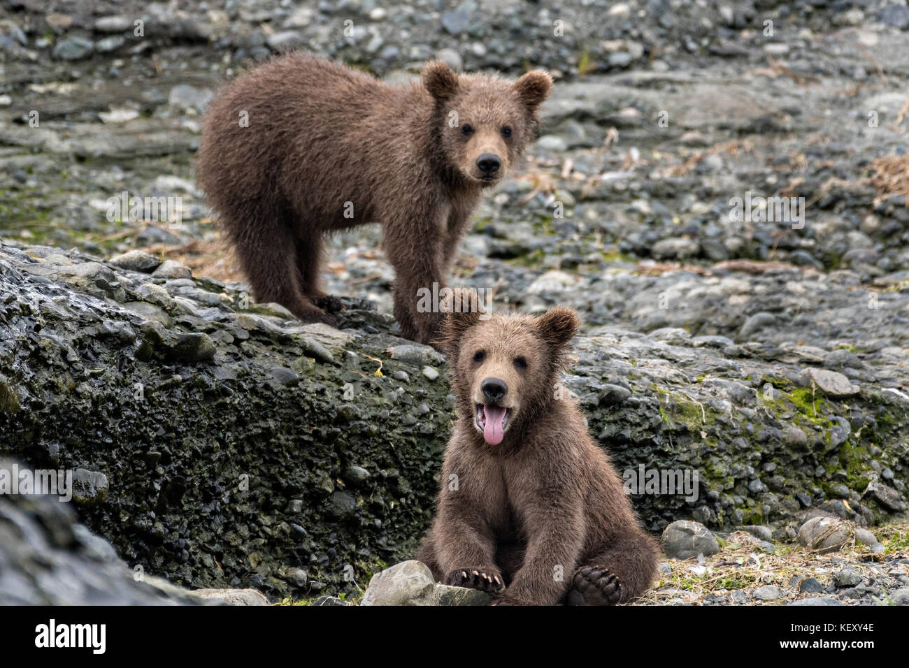 Brown bear spring cubs play at the lower lagoon at the McNeil River ...