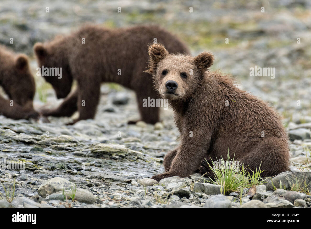 Brown bear spring cubs play at the lower lagoon at the McNeil River ...