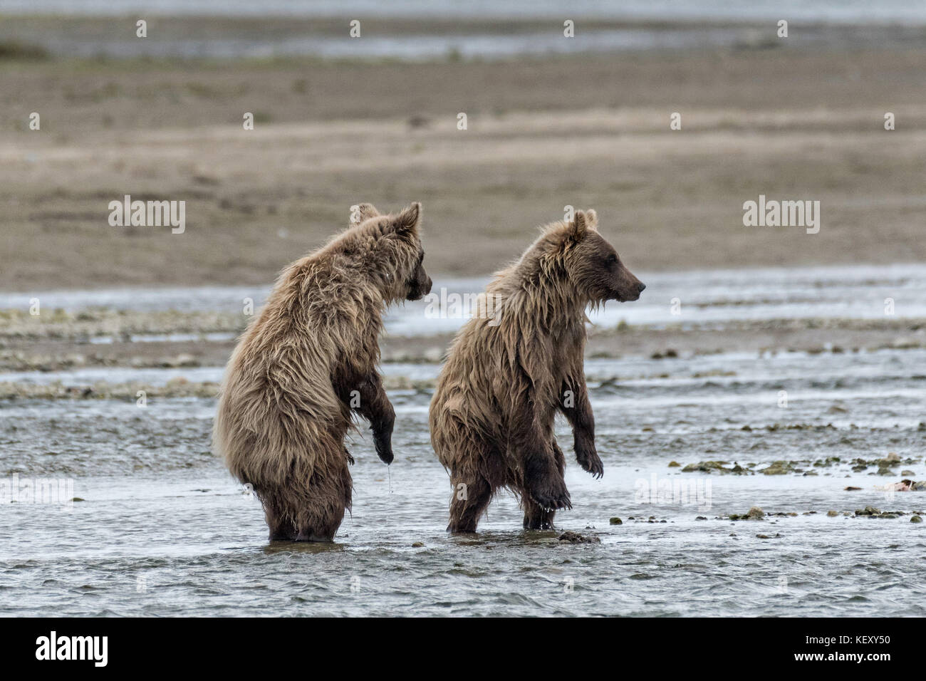 Yearlings hi-res stock photography and images - Alamy