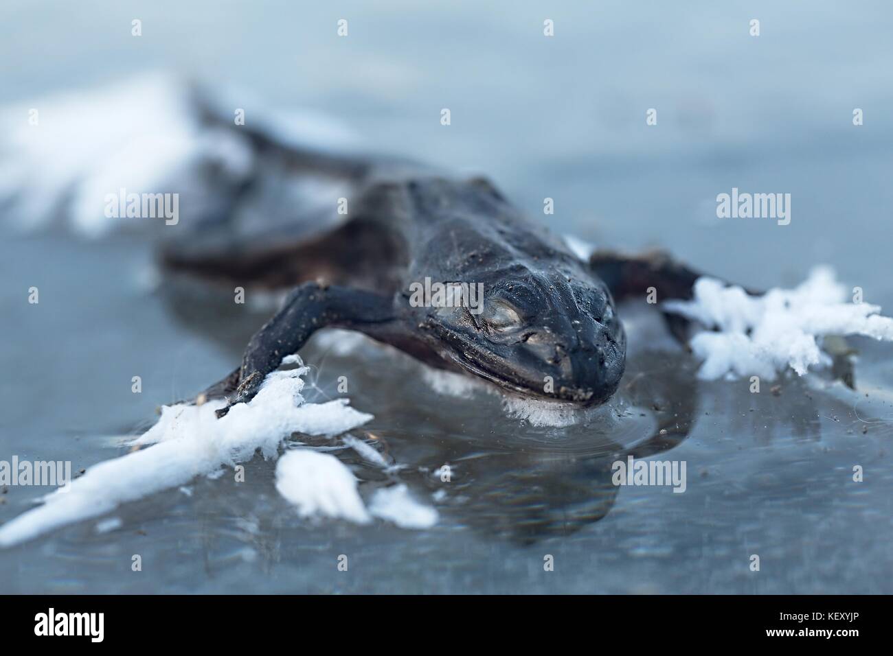 Frozen frog on ice Stock Photo - Alamy