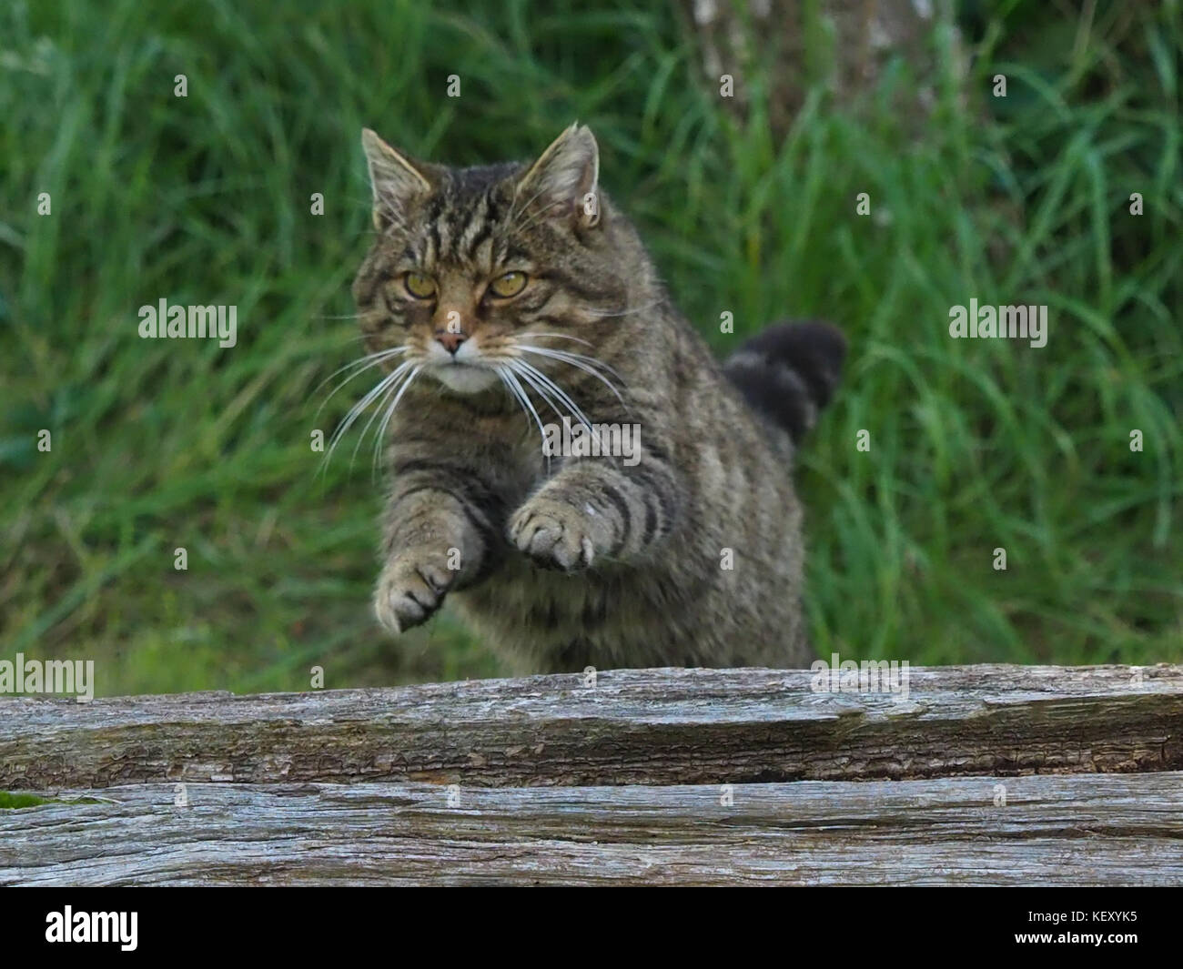 Scottish Wild Cat Stock Photo - Alamy