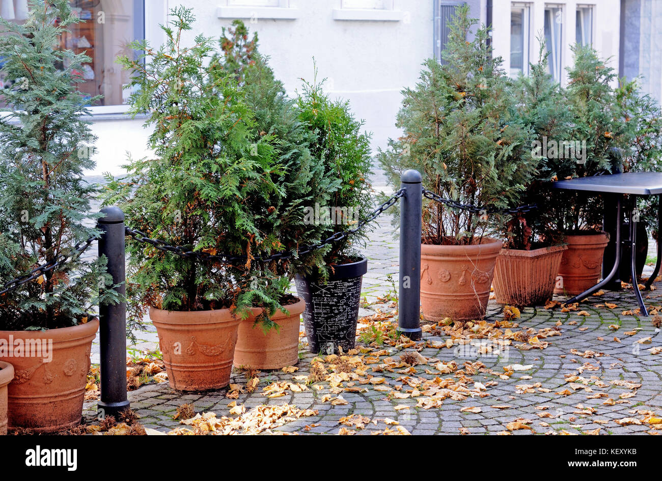 Conifers in pots hi-res stock photography and images - Alamy